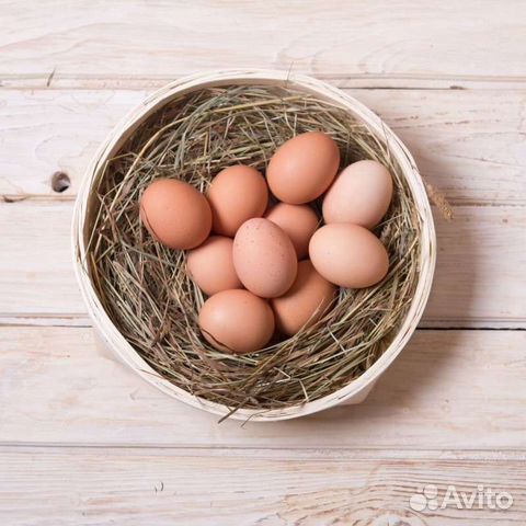 Инкубационное яйцо