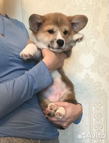 Милый щенок вельш корги пемброк
