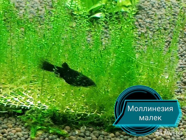 Молли чёрной мальки