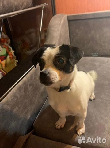 Девочка шер ищет дом