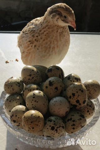 Яйца перепелиные домашние