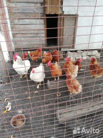Куры несушки продам