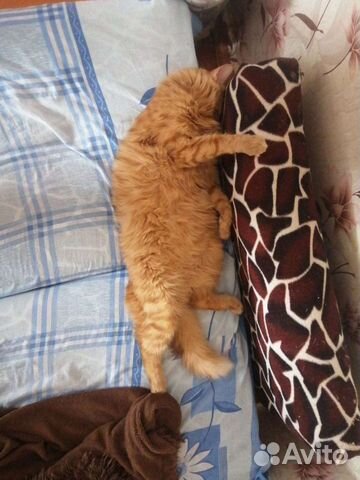 Рыжий кот