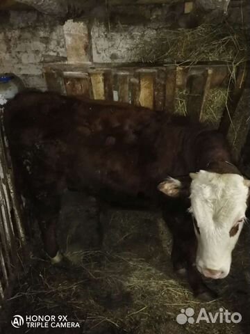 Бычки и быки