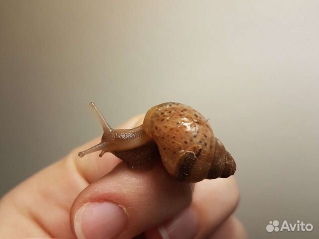 Улитки ахатины