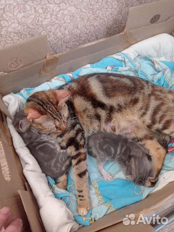 Кошки
