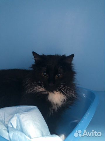 Нежнюша котенок ищет дом