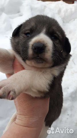 Собаки бесплатно в добрые руки щенки