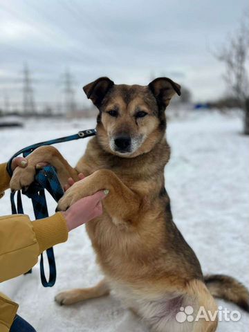 Собака ищет семью