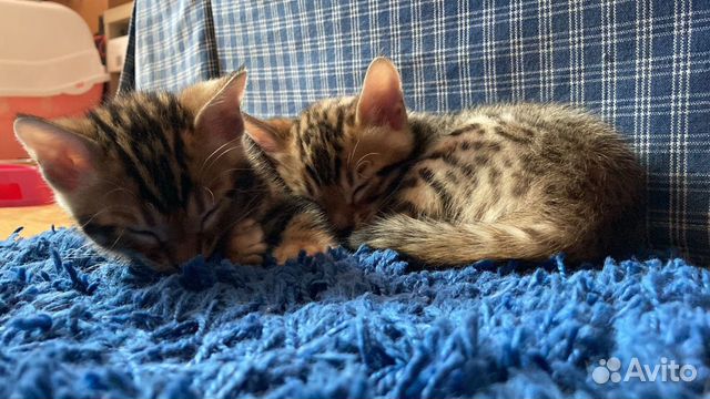 Самые лучшие бенгальские котята