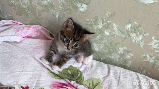 Кошка добрые руки