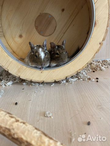 Дегу с витриной (клеткой)