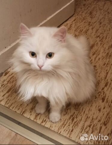 Белая кошка 1, 5 года