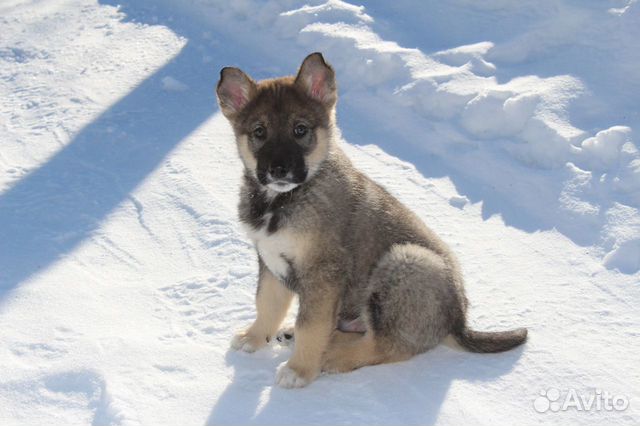 Щенки - Малыши 2 м. в добрые руки
