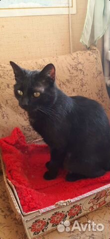 Приют котик 8-9 месяцев