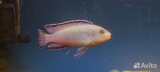 Псевдотрофеус Соколова