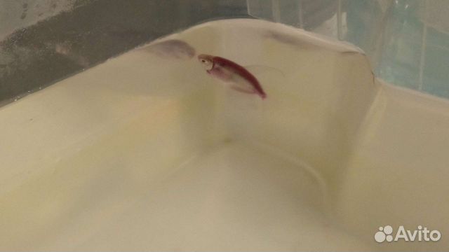 Рыбка Теренция