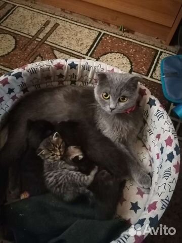 Британские котята в дар