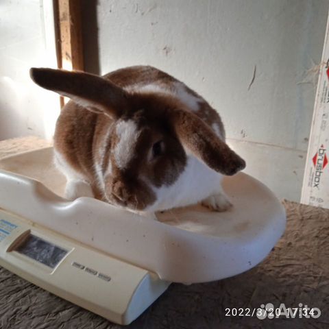 Кролики для начинающих кролиководов