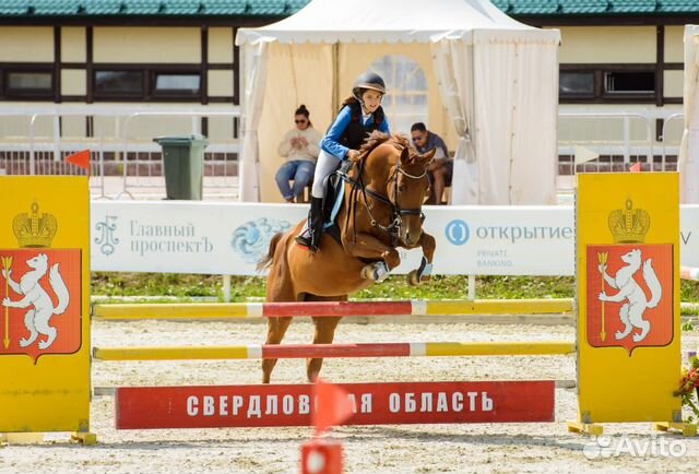 Спортивная лошадь