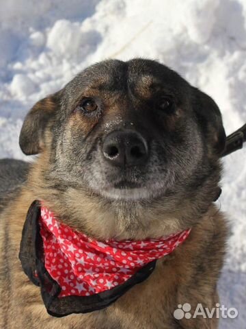 Собака-человек - это про Дуню