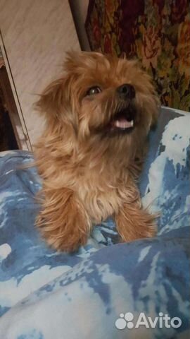 Собака,брак екшира