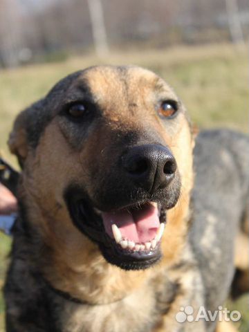 Добродушная Комета ждёт вас в приюте