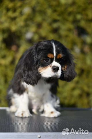 Шикарный парень кавалер