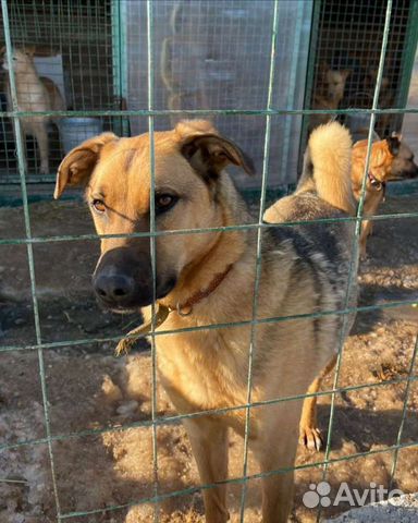 Молодой песик Лео ищет дом