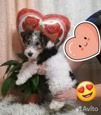 Фокстерьер жесткошерстный