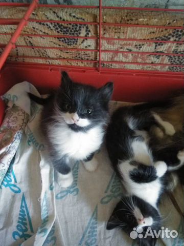 Котята девочки,1,5 месяца