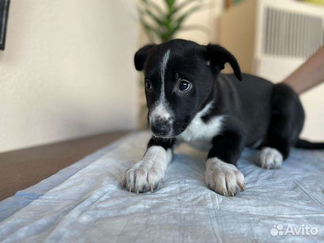 Собаки надёжному другу