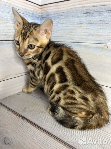 Бенгальские котята