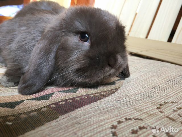Гаванна Декоративный вислоухий кролик