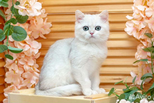 Британская шиншилла