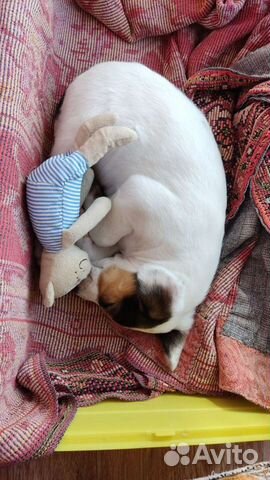 Отдам в добрые руки