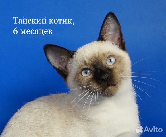 Тайские котята
