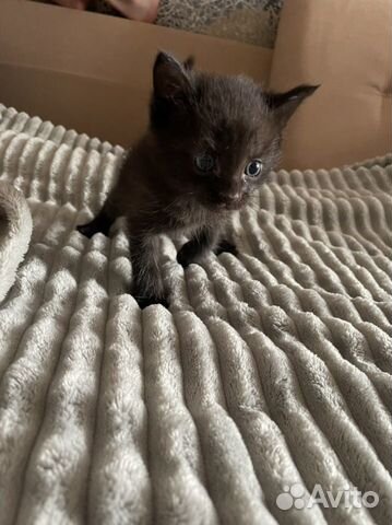 Мэйн-кун помесь