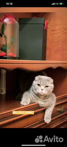 Шотландская вислоухая кошка
