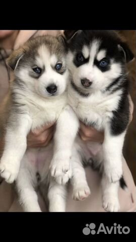 Сибирский хаски