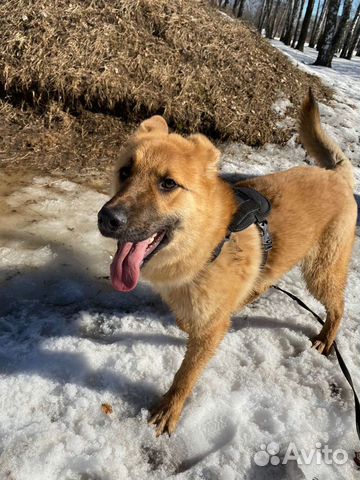 Малышка Фокси ищет дом