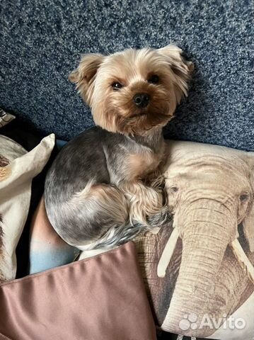 Ищем невесту йоркширский терьер