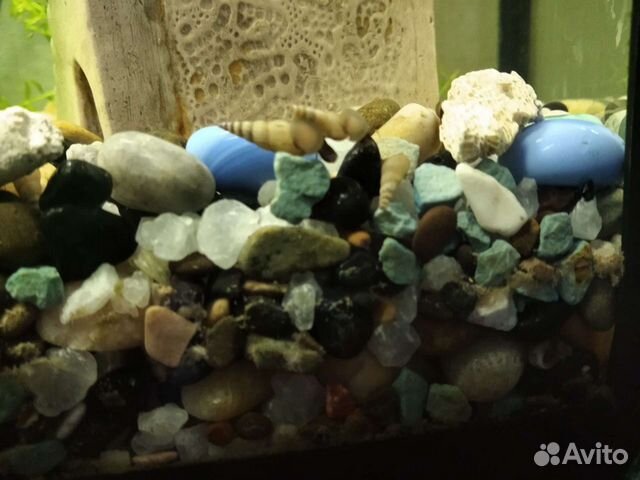 Улитка милания