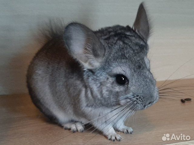 Шиншилла на нс нф