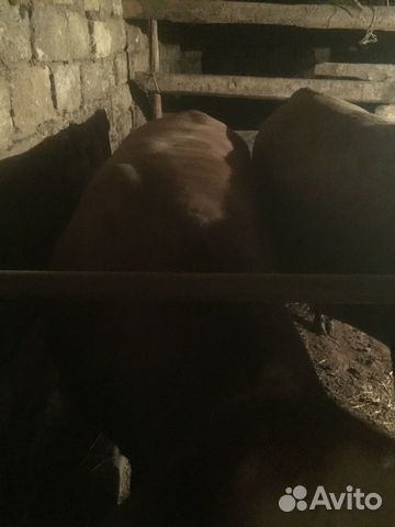 Быки на племя и на мясо