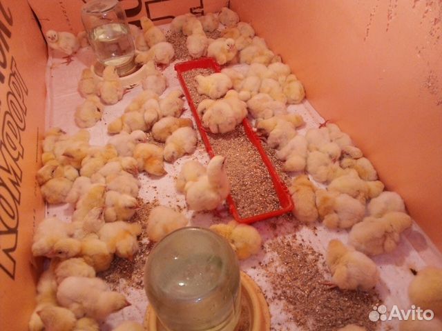 Цыплята бройлеры