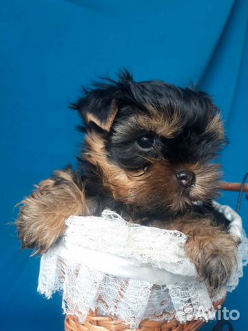 Девочка мечта