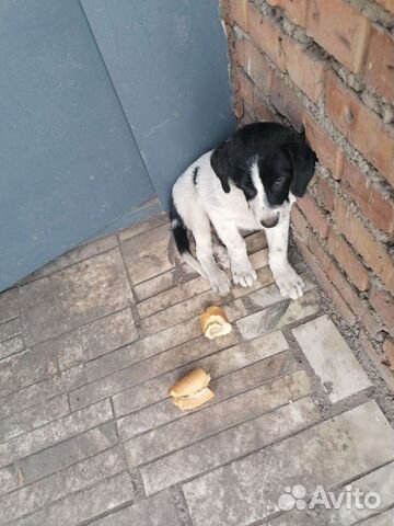 Щенок ищет добрый дом