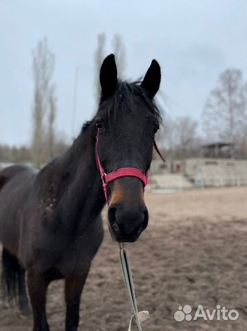 Мерин в иппотерапию и под детей