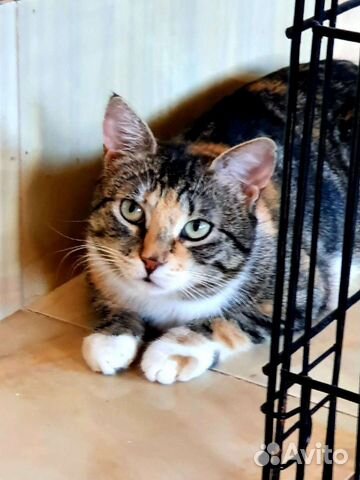 Стеша, кошка